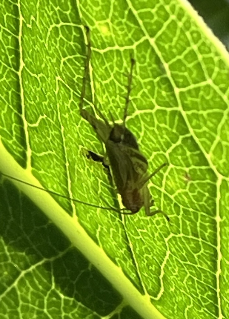 Brown Sword-tail Crickets from Pennsylvania Ave, Apalachin, NY, US on ...