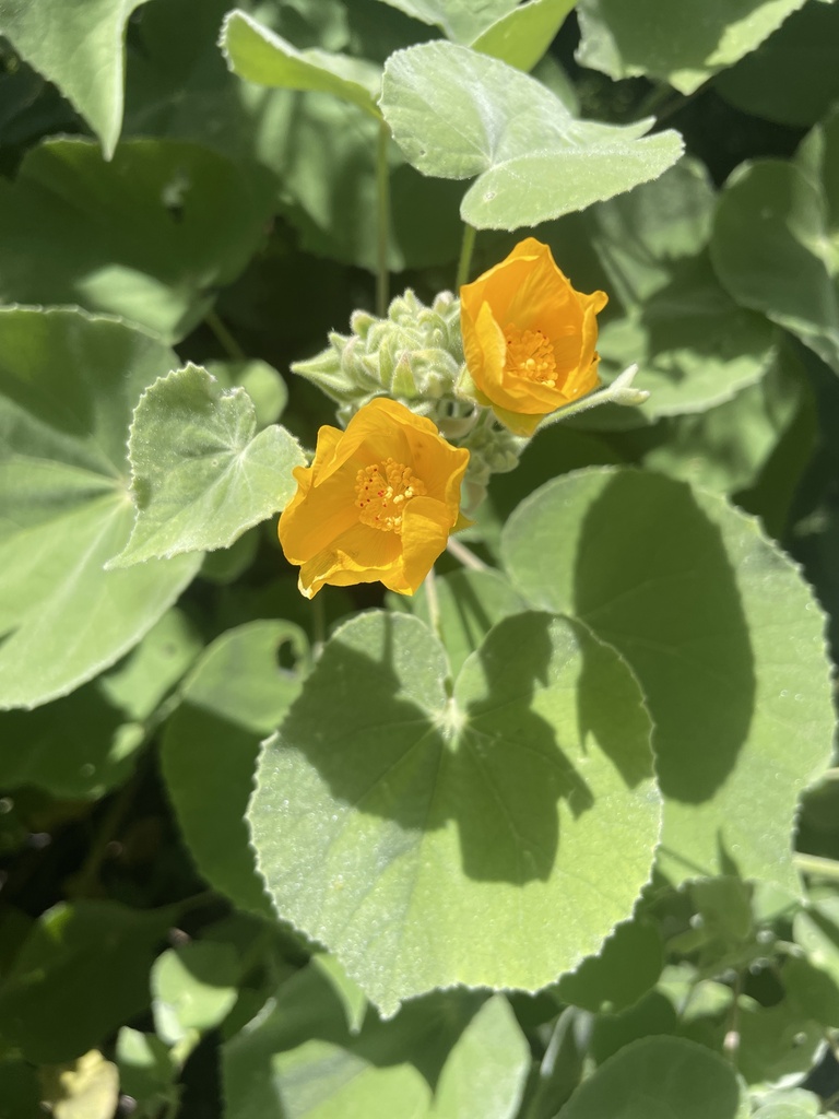 Palmer's Indian mallow from Tucson High Magnet School, Tucson, AZ, US ...
