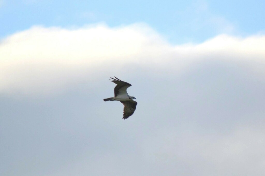 Osprey from Georgetown County, SC, USA on June 19, 2024 at 07:02 PM by ...