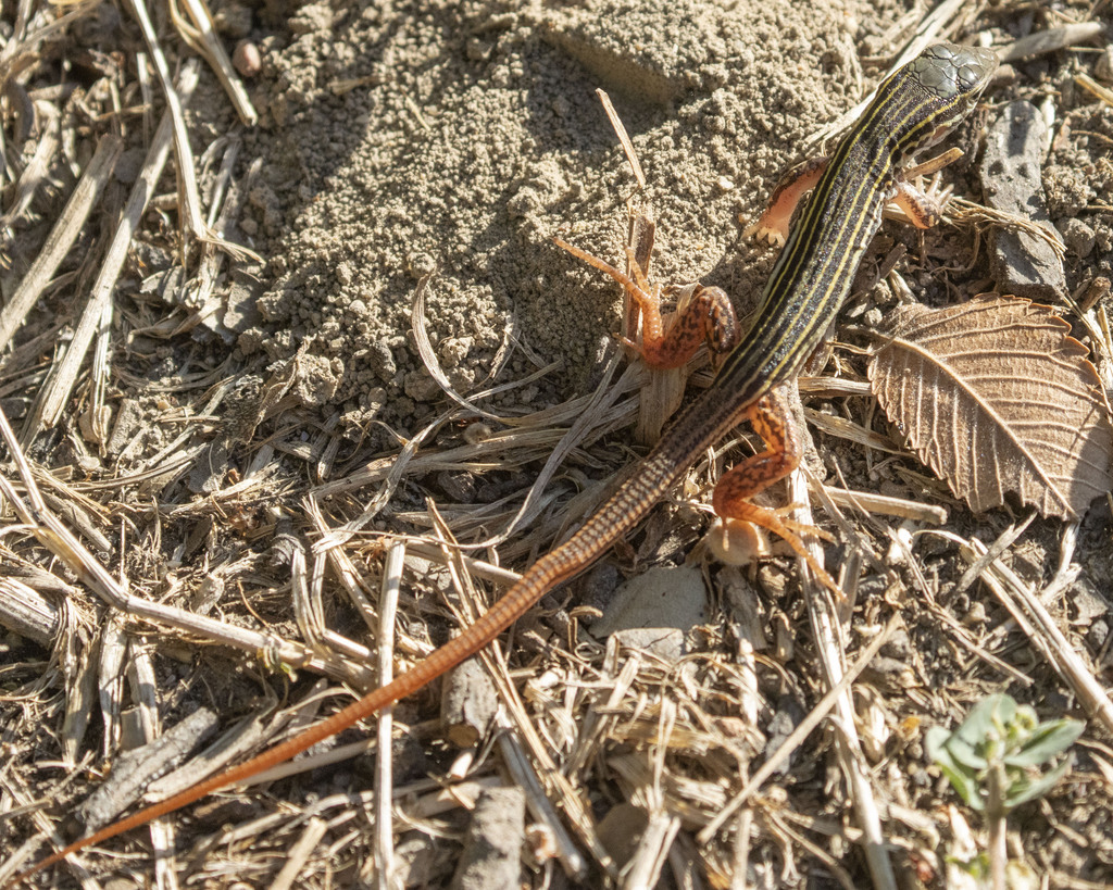 Common Spotted Whiptail from Oak Tree Dr, Salado, TX 76571, USA on ...