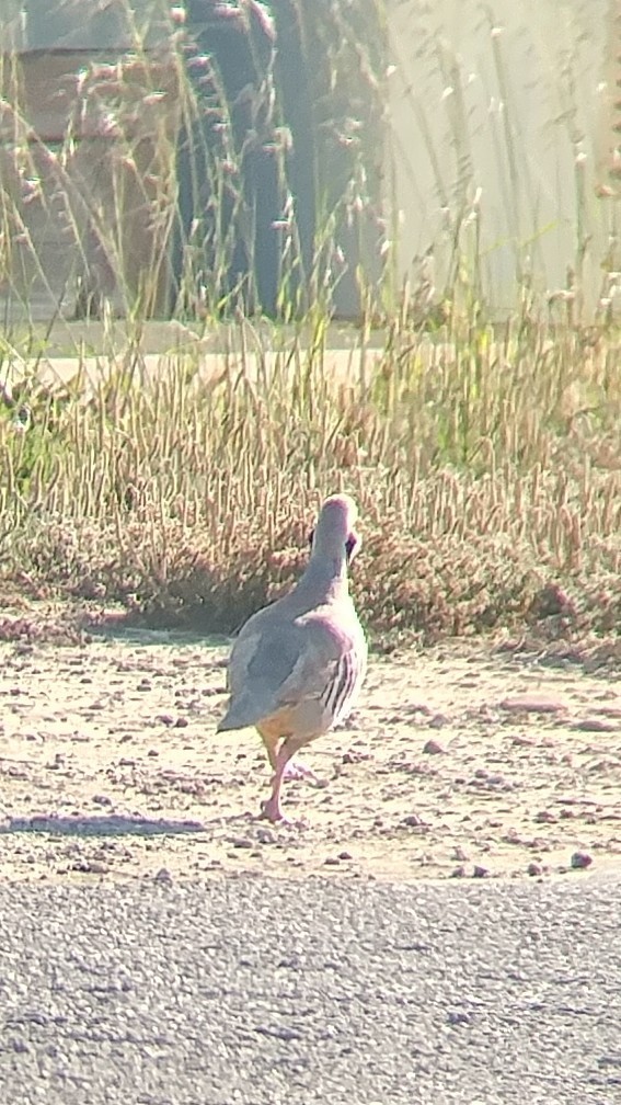 Chukar from San Nicolas Island, California 93042, USA on June 12, 2019 ...