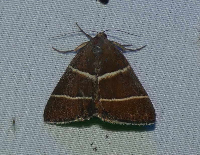 Four-lined Chocolate Moth from Florida, Polk, Babson Park, Tiger Creek ...