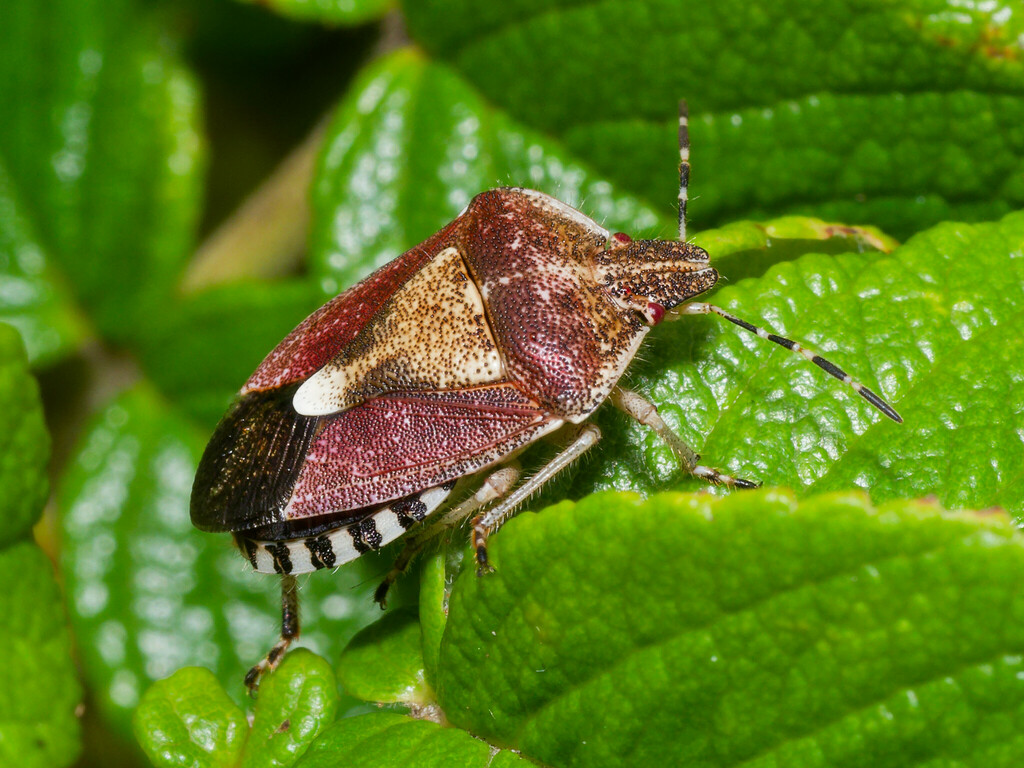Sloe Bug from Hinodecho, Hakodate, Hokkaido 040-0022, Japan on August 9 ...