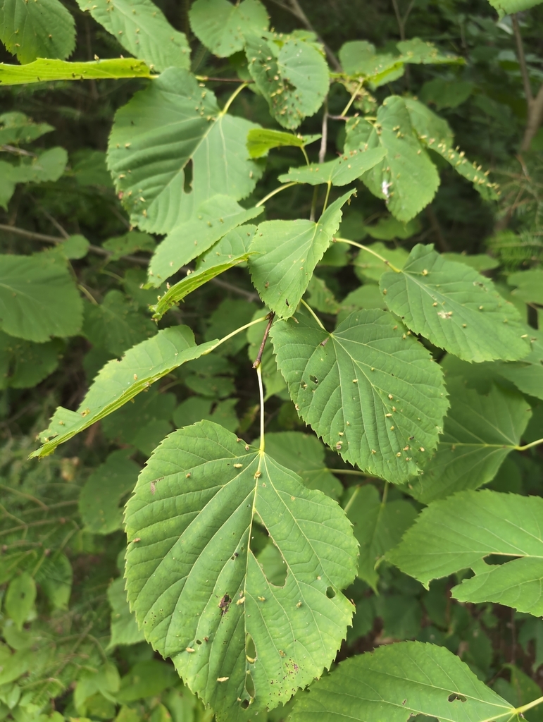 basswood from Algonquin Provincial Park, CA-ON-NP, CA-ON, CA on August ...