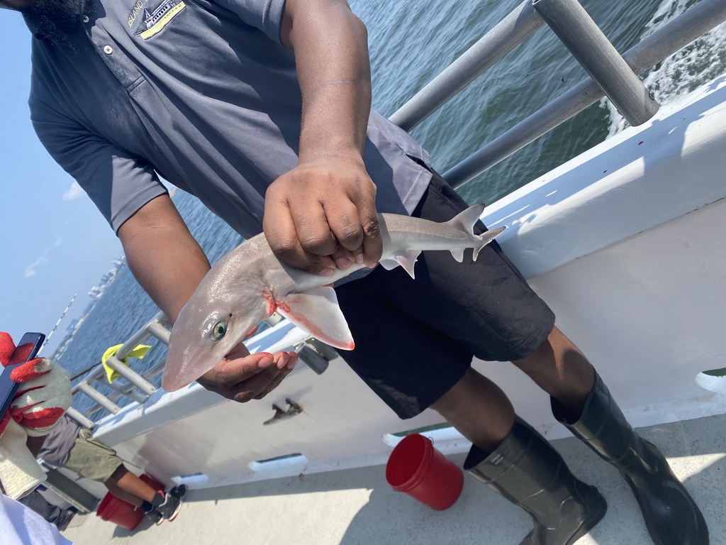 Dusky Smooth-hound in August 2024 by Rafael Enrique Baez Segui ...