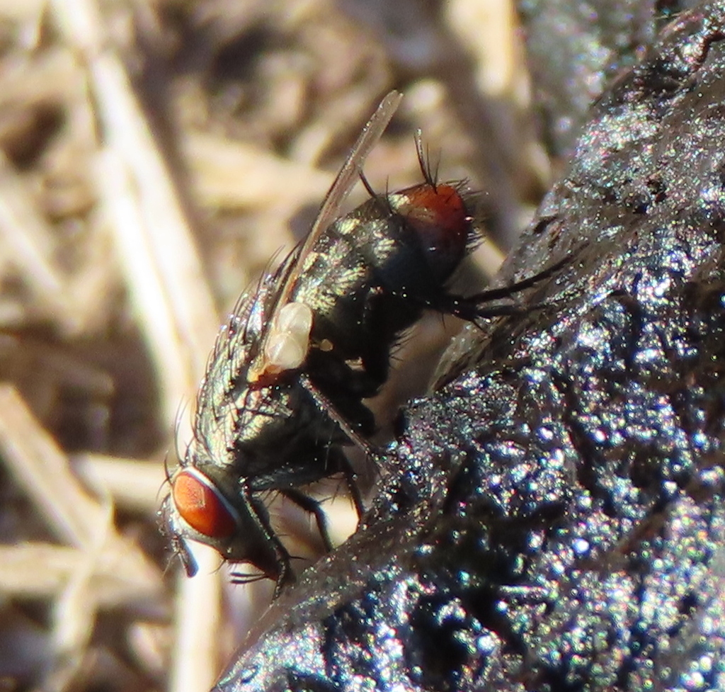 Bot Flies, Blow Flies, and Allies from Georgetown, TX, USA on August 14 ...
