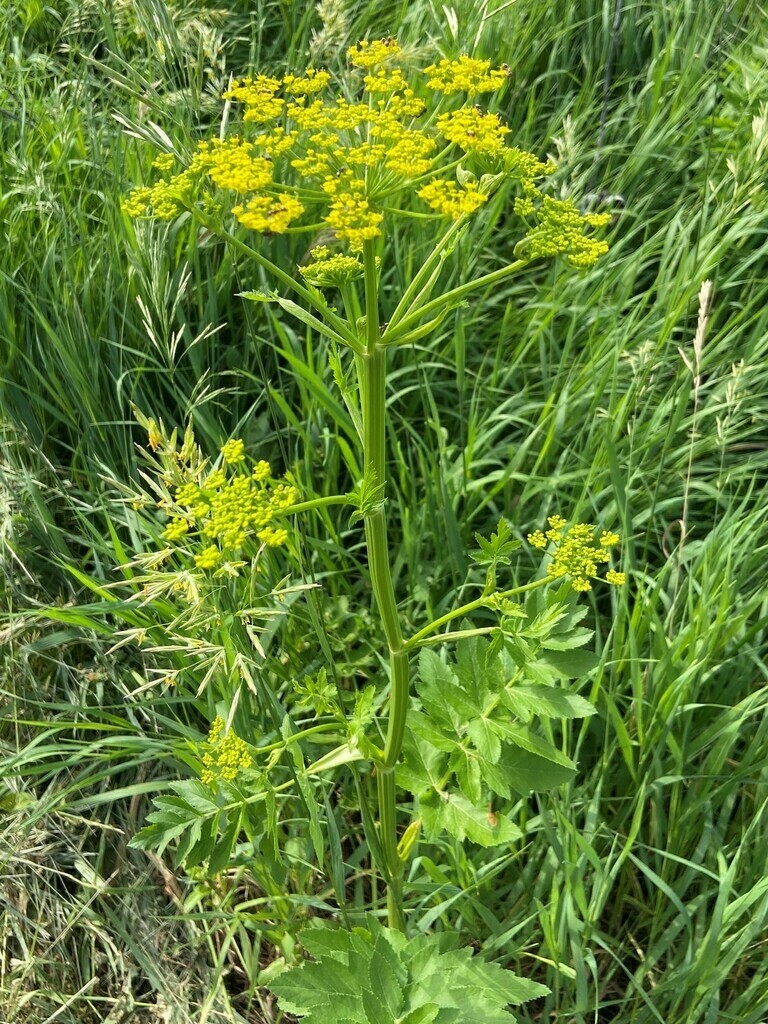 wild parsnip (Common Fall Plants of Eastern Iowa) · iNaturalist