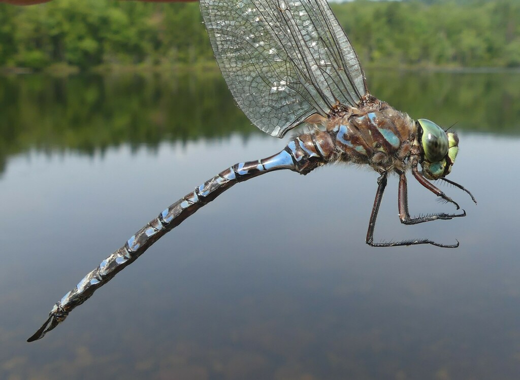 Lake Darner from Lac des Roches (Émissaire) Beauport, Quartier 5-1 ...
