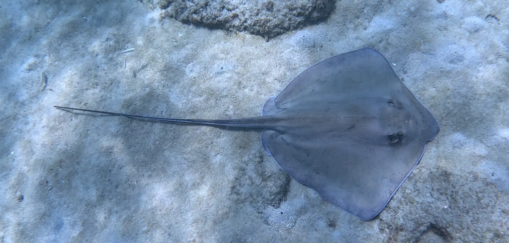 Southern Stingray from Palm Beach County, FL, USA on August 14, 2024 by ...