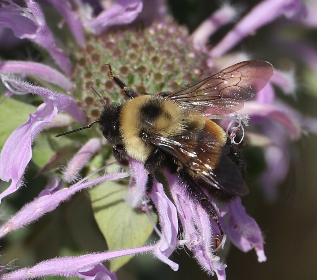 Rusty-patched Bumble Bee in August 2024 by Joel Neylon · iNaturalist