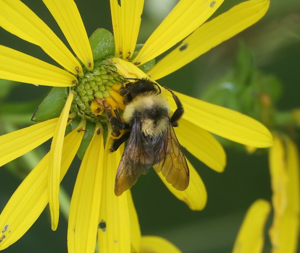 Rusty-patched Bumble Bee in August 2024 by Joel Neylon · iNaturalist