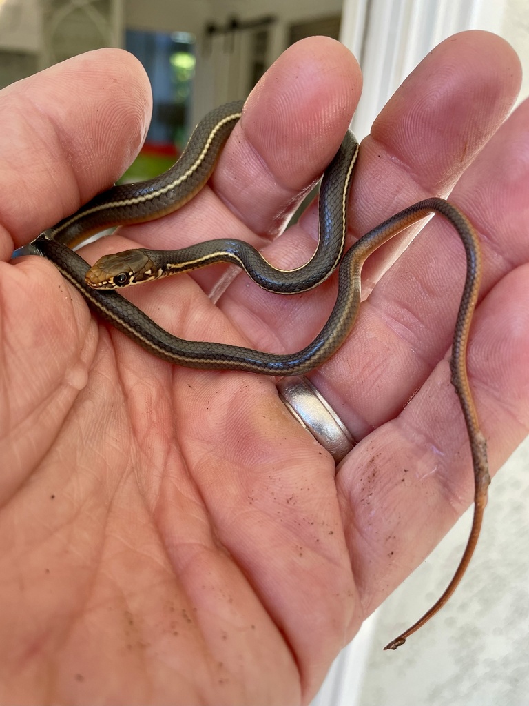 California Striped Racer from Lilac Ridge Rd, Escondido, CA, US on ...