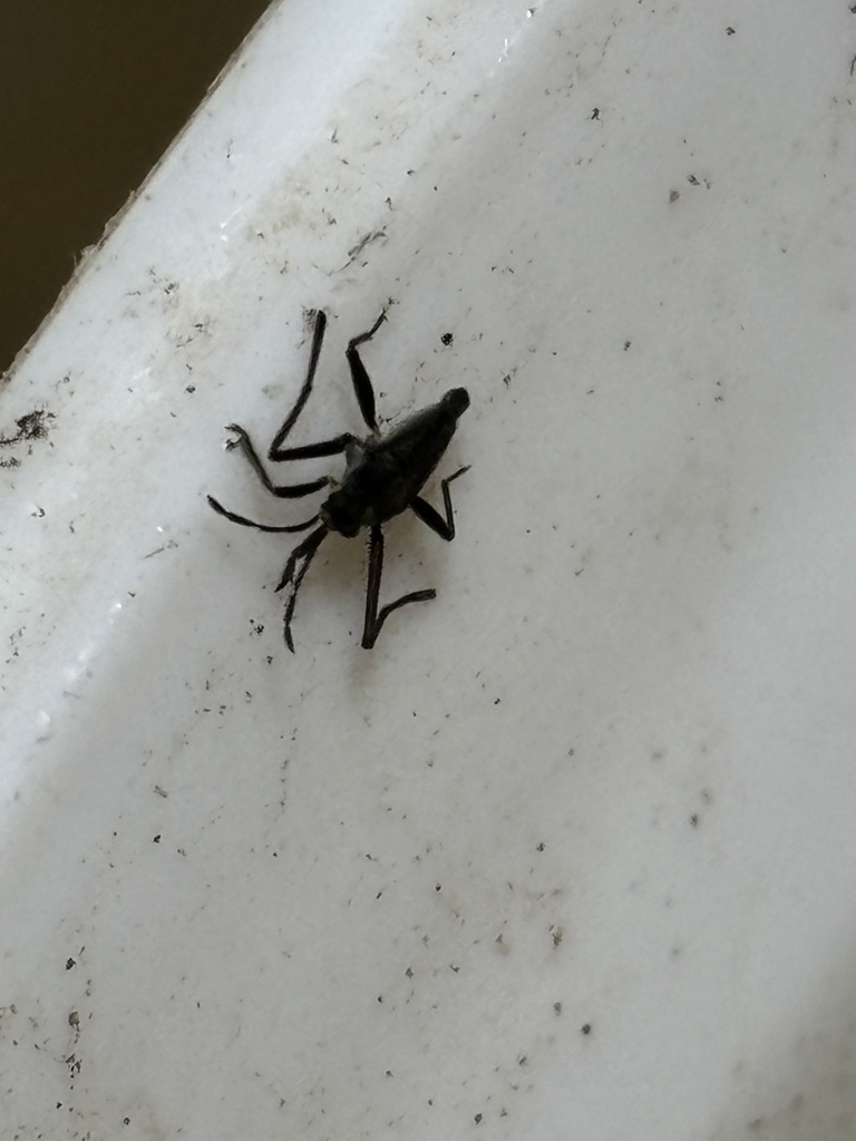 Rhagovelia obesa from Marmora and Lake, ON, CA on August 12, 2024 at 01 ...