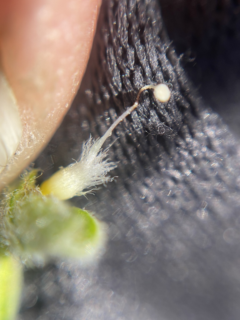 Alkali Weed from Fort Ord National Monument, Salinas, CA, US on August ...