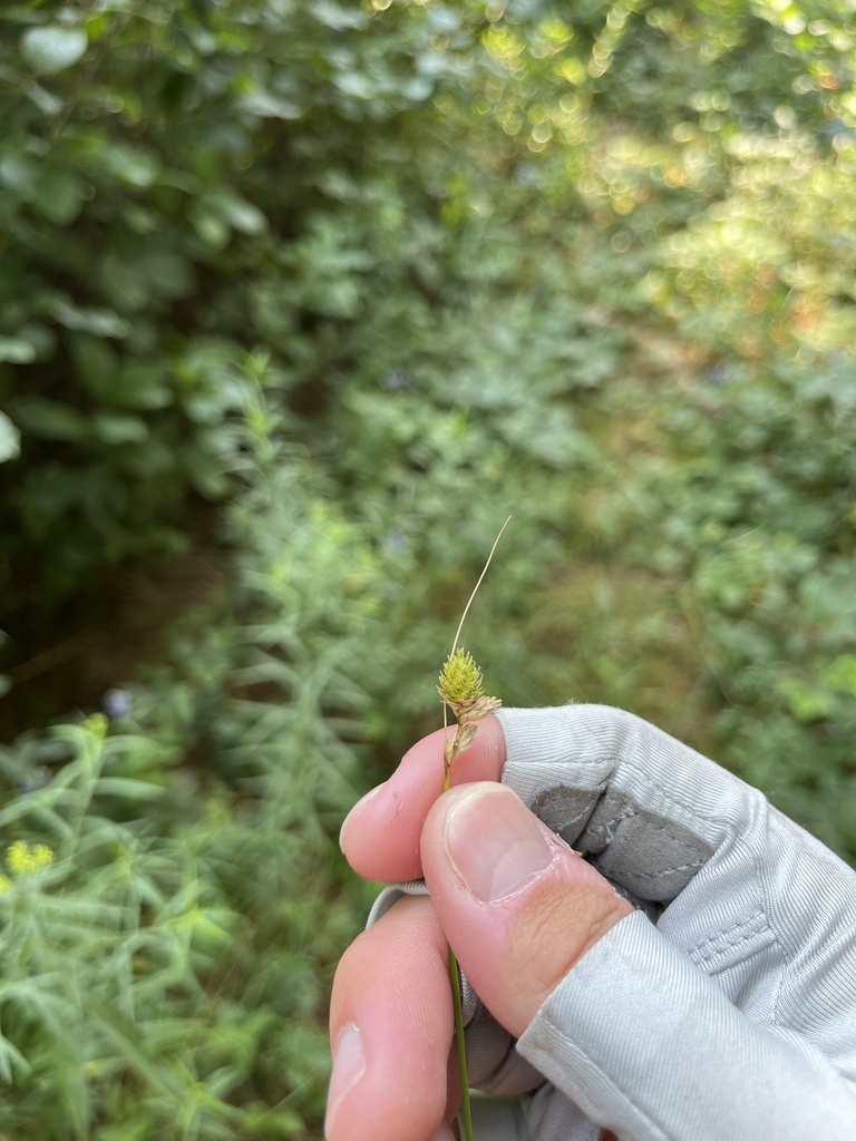clustered sedge from Perth East, ON, CA on August 14, 2024 at 12:12 PM ...