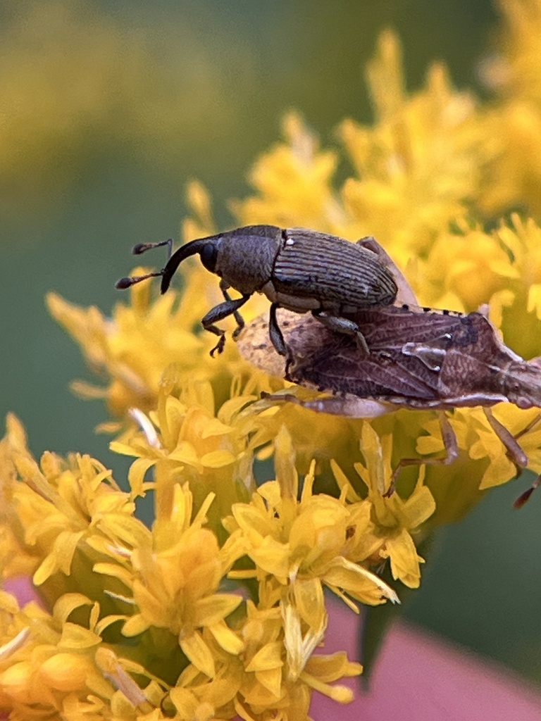 Flower Weevils from Jefferson City, MO, US on August 14, 2024 at 03:26 ...
