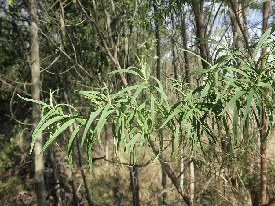 Three-veined cassinia from Quaama NSW 2550, Australia on August 8, 2024 ...