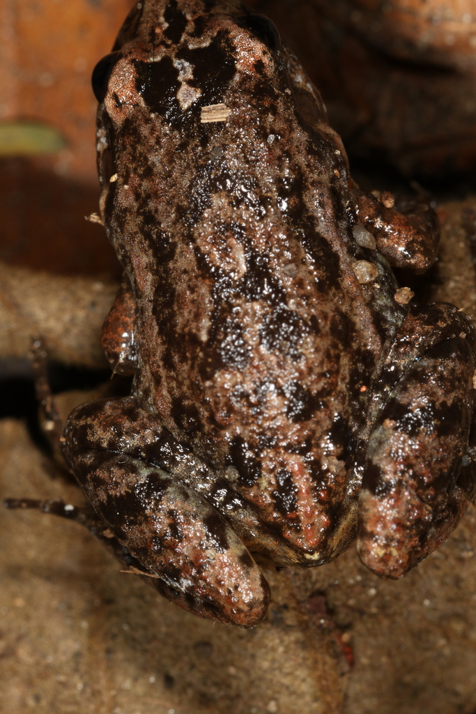 Marbled Tropical Bullfrog from Parque do Estado, São Paulo - SP, Brasil ...