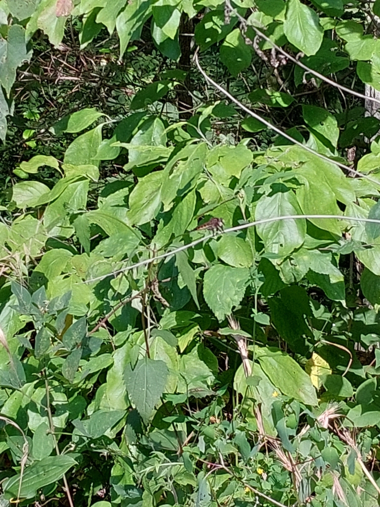 Red-footed Cannibal Fly from Estill County, US-KY, US on August 14 ...