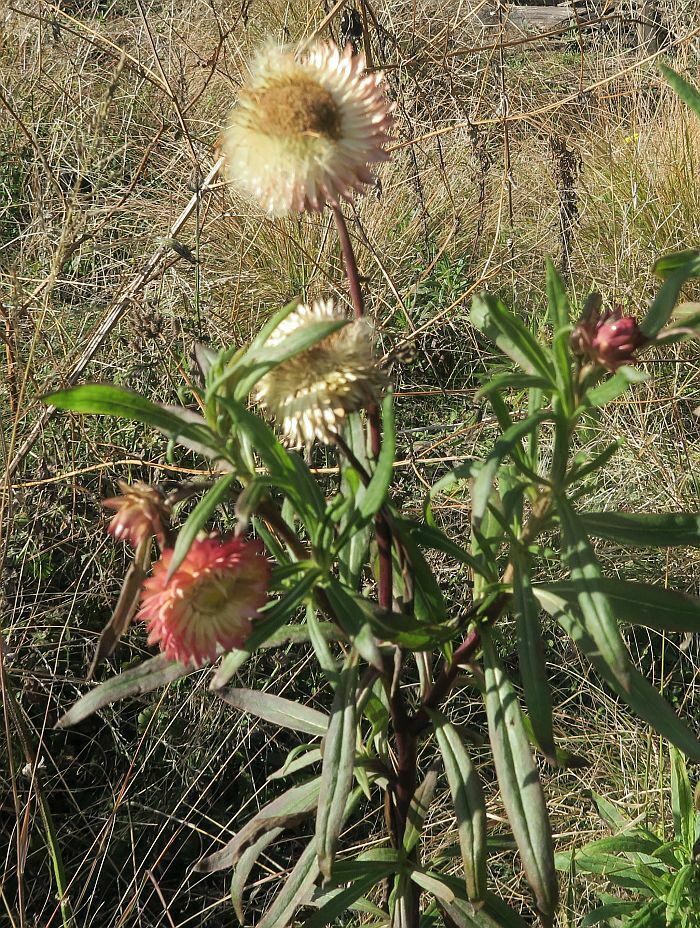 Golden Everlasting from Quaama NSW 2550, Australia on August 8, 2024 at ...