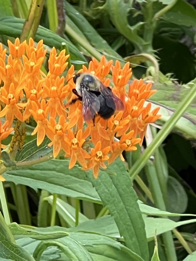 Brown-belted Bumble Bee from Exner Marsh, Huntley, IL, US on August 13 ...