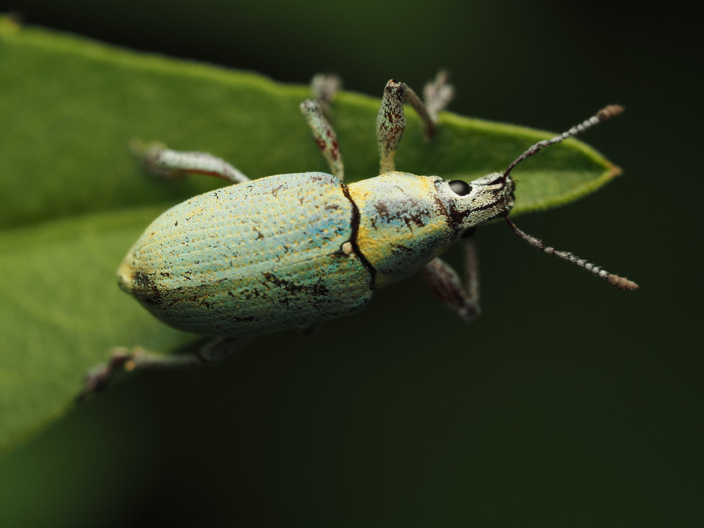 Blue-Green Citrus Root Weevil from Kendall, FL, USA on August 14, 2024 ...