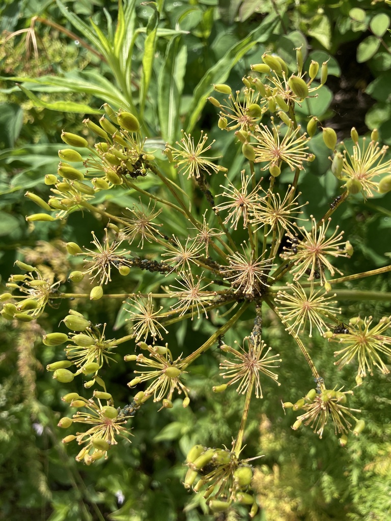 Aphis from Improvement District No. 4, AB T0K, Canada on June 30, 2024 ...