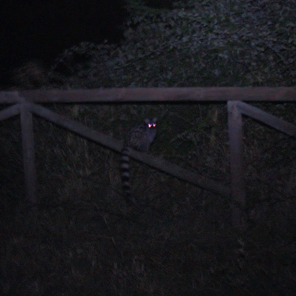 Northern Small-spotted Genet from Antequera, Málaga, Spain on August 15 ...
