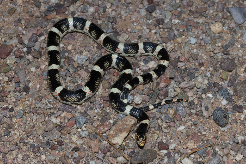 Long-nosed Snake in August 2024 by Mike Andersen · iNaturalist