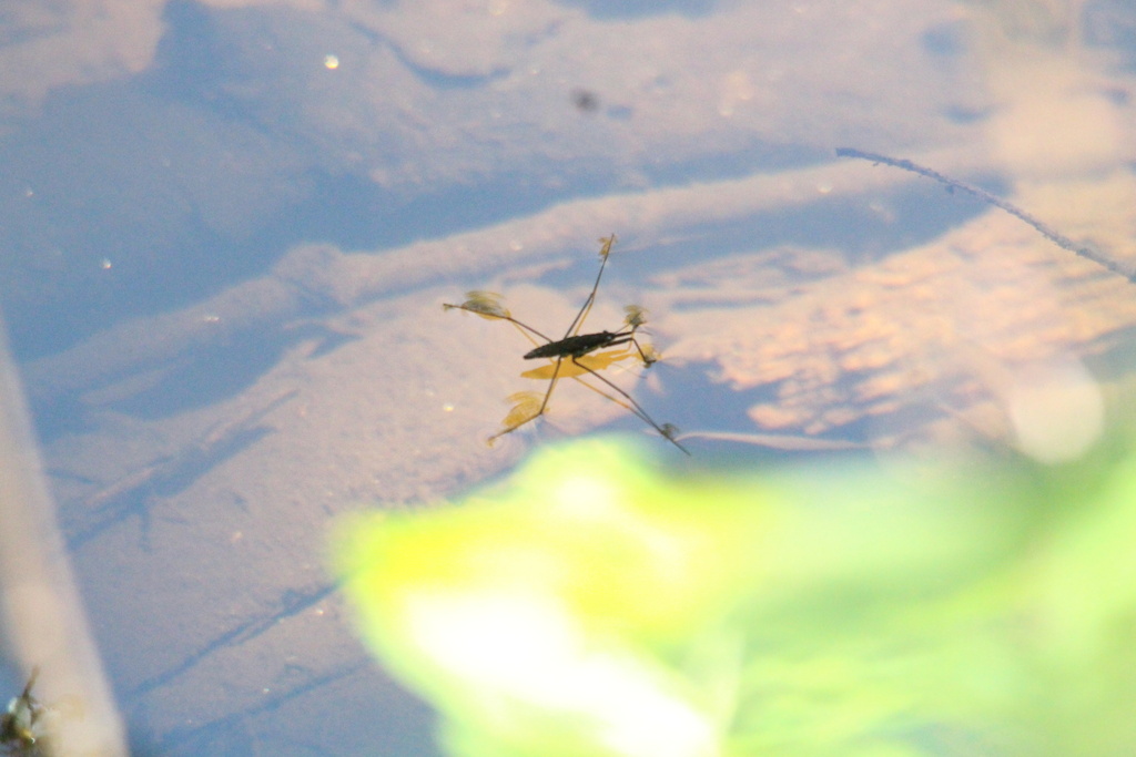 North American Common Water Strider from Shady Ln, Redding, CT, US on ...