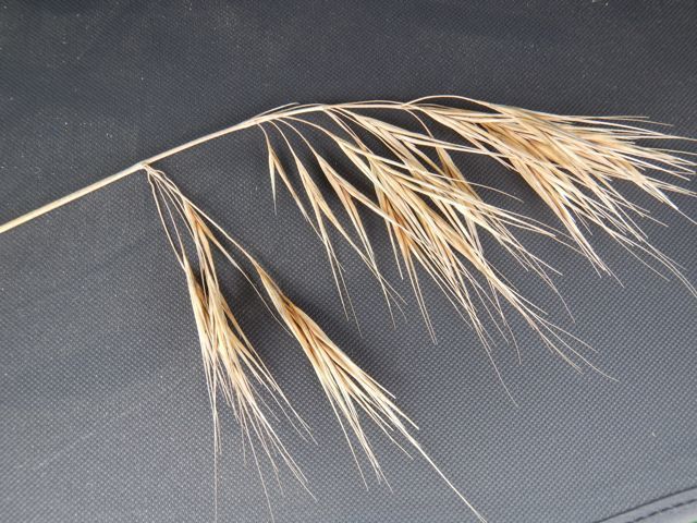 Ripgut Brome (San Nicolas Island Weeds) · iNaturalist