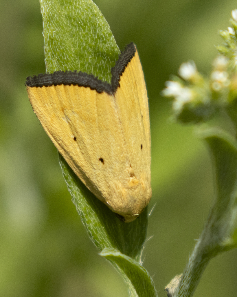 Black-bordered Lemon Moth from Oak Tree Dr, Salado, TX 76571, USA on ...