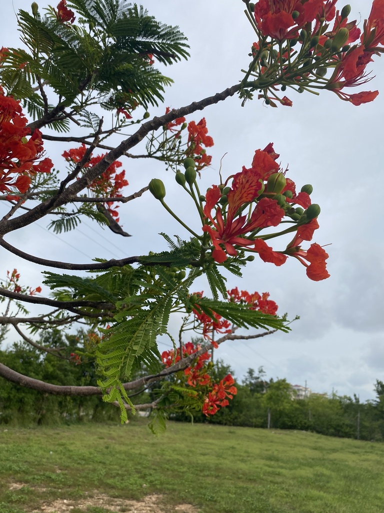 Flamboyant from Anguilla, Anguilla, AI on August 14, 2024 at 05:52 PM ...