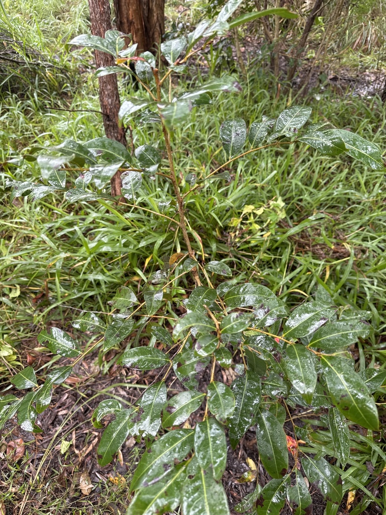 Cheese Tree from Macdonald Dr, Narangba, QLD, AU on August 15, 2024 at ...