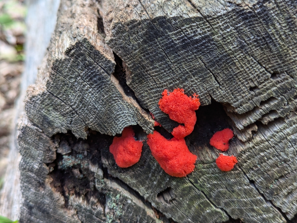 Red Raspberry Slime Mold from Chatham, NJ 07928, USA on August 13, 2024 ...