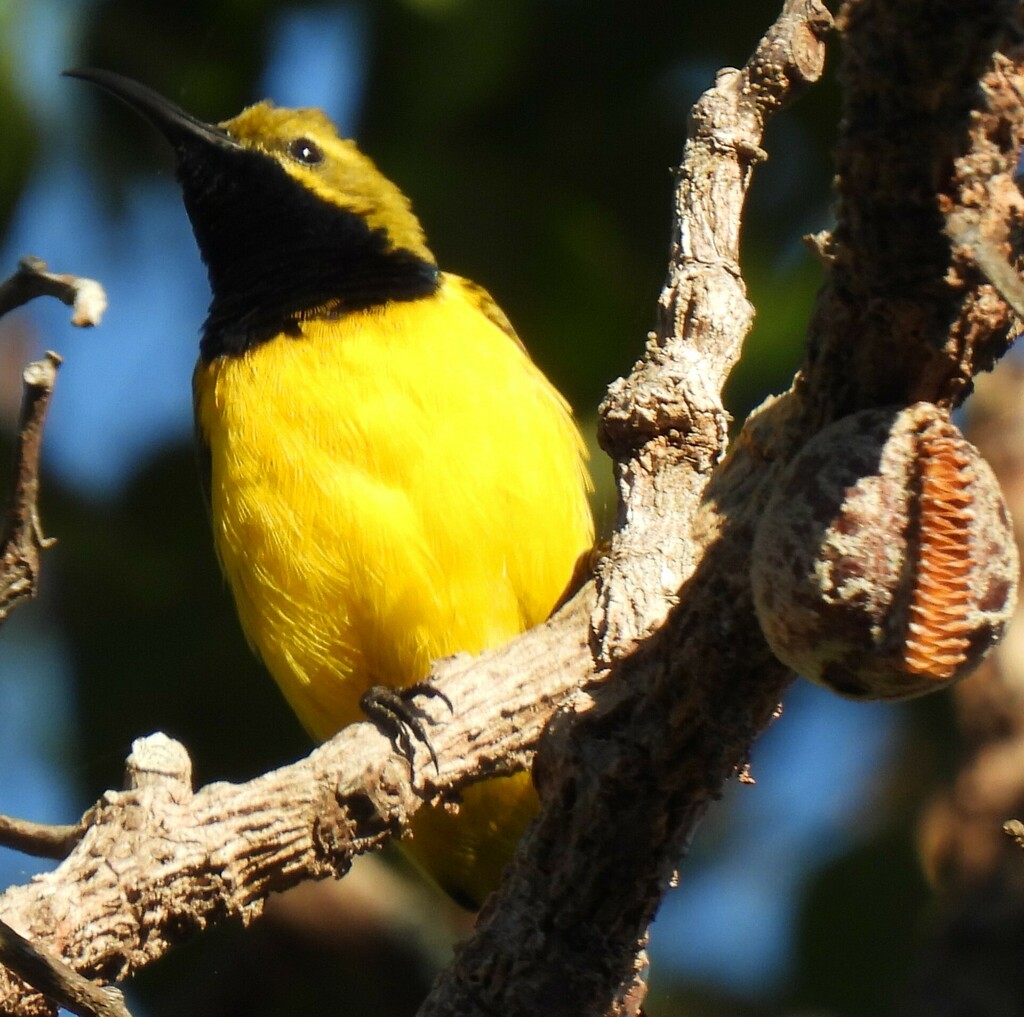 Sahul Sunbird from Bloomfield QLD, Australia on August 15, 2024 at 07: ...