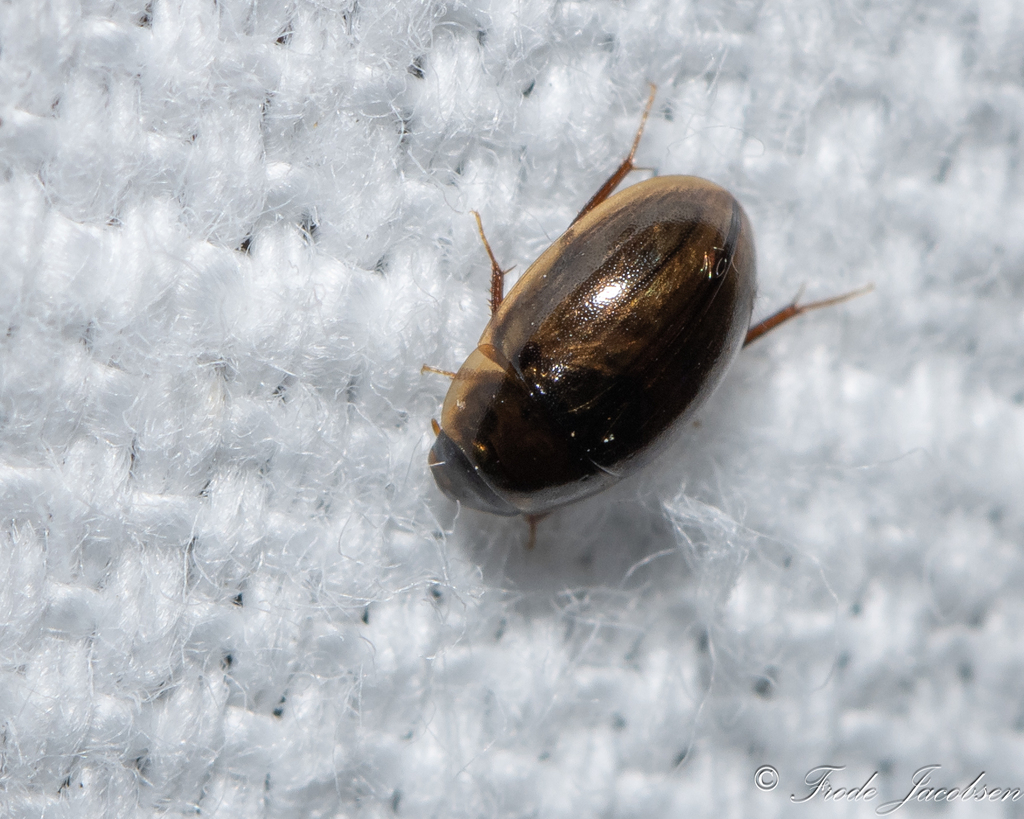 Enochrus from Parkview Trail, MD, USA on August 10, 2024 at 11:03 PM by ...