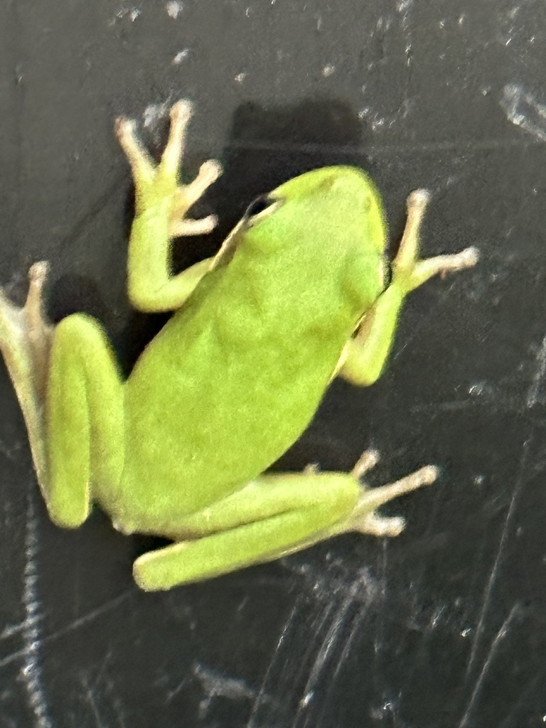 Green Treefrog from Toulouse Ct, Bossier City, LA, US on October 24 ...