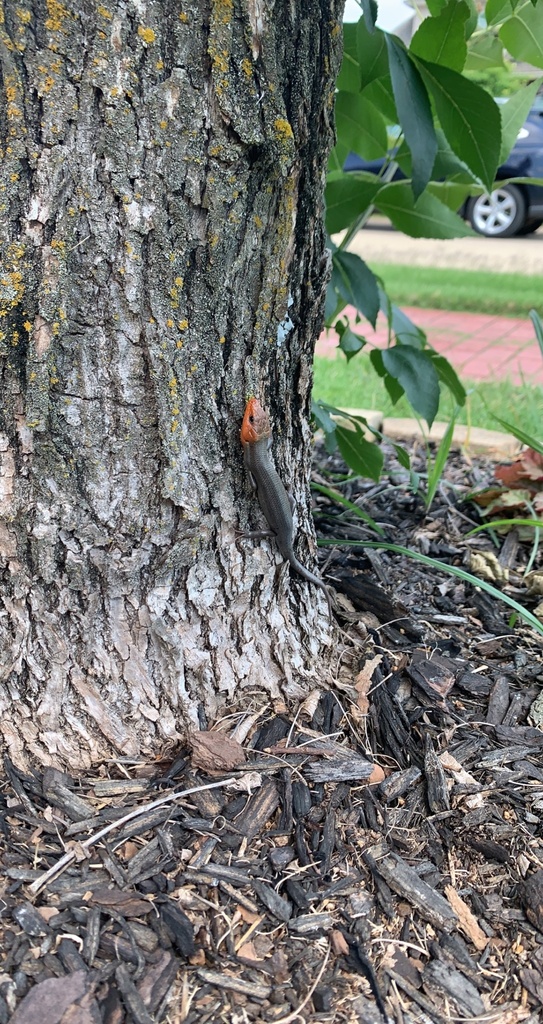 Broad-headed Skink from Curtiss Rd, Bossier City, LA, US on June 1 ...