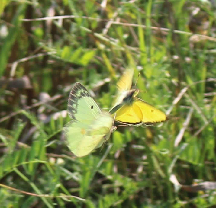 Clouded Sulphur from Huron County, ON, Canada on August 14, 2024 at 02: ...