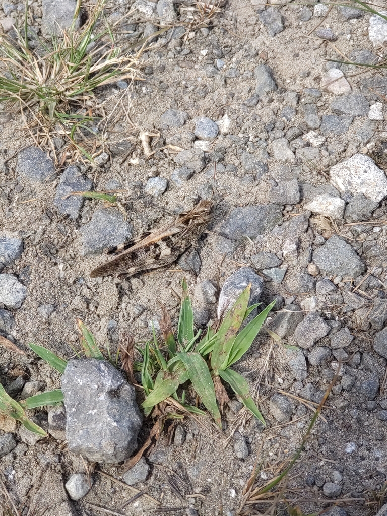 Oedaleus infernalis from 日本、〒920-1107 石川県金沢市小豆沢町 on August 15, 2024 at ...