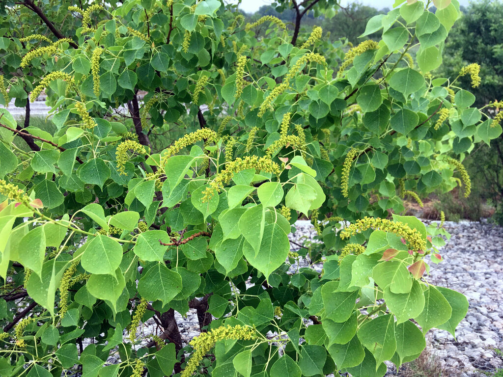 Chinese Tallow (Trees and Shrubs of Folsom, California) · iNaturalist