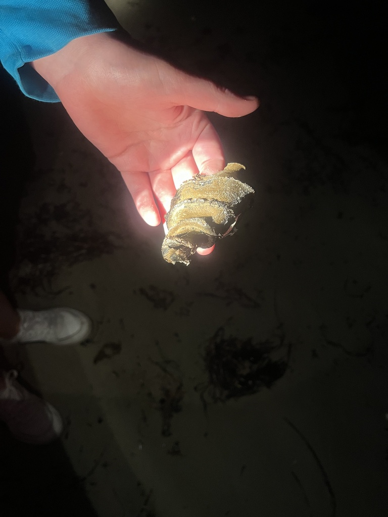 Port Jackson Shark from Indian Ocean, Aldinga Beach, SA, AU on August ...
