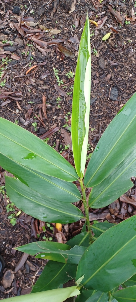 Native Ginger from Anstead, AU-QL, AU on August 15, 2024 at 10:57 AM by ...