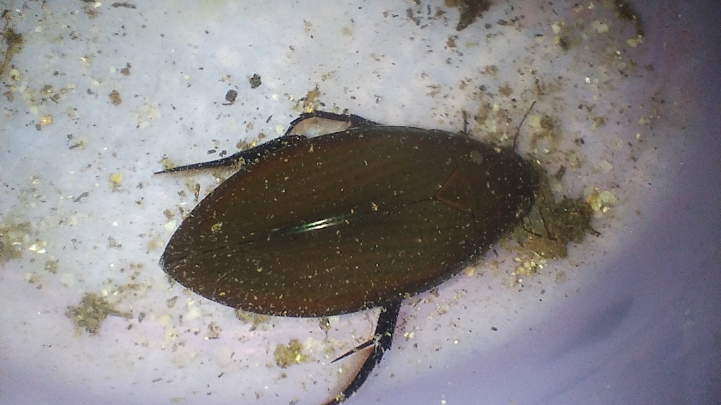Hydrophilus from Mérida, Yucatán, Mexico on August 13, 2024 at 06:16 PM ...
