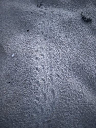 iNaturalist Tracking Database – NatureTracking