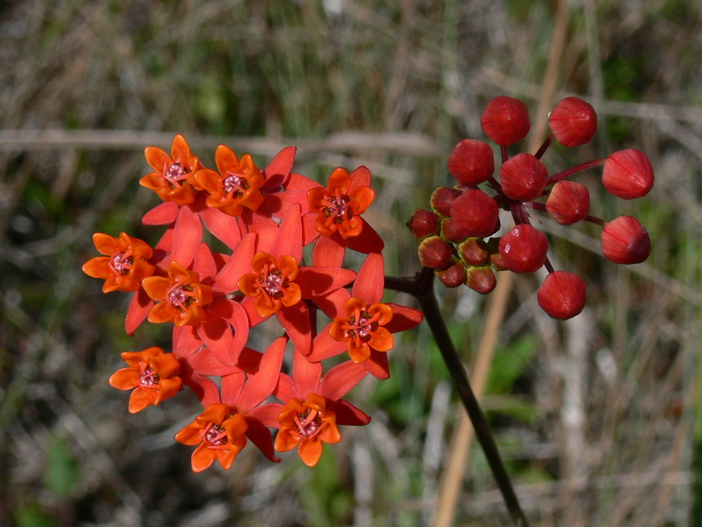 fewflower milkweed (Plants of Green Swamp Preserve) · iNaturalist