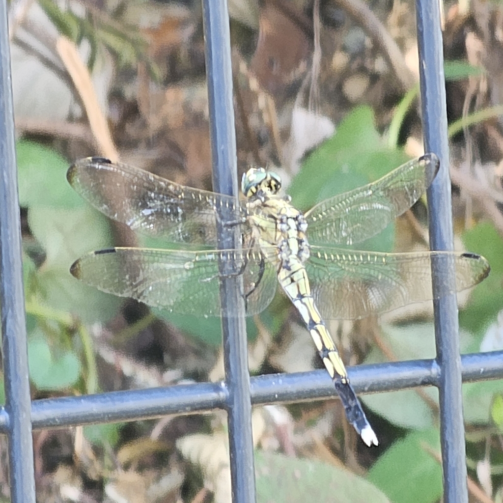 Orthetrum albistylum speciosum from 143-0001, Japan on August 15, 2024 ...