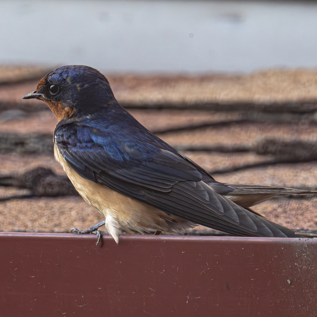 Barn Swallow from Kootenai County, ID, USA on July 23, 2024 at 09:59 PM ...