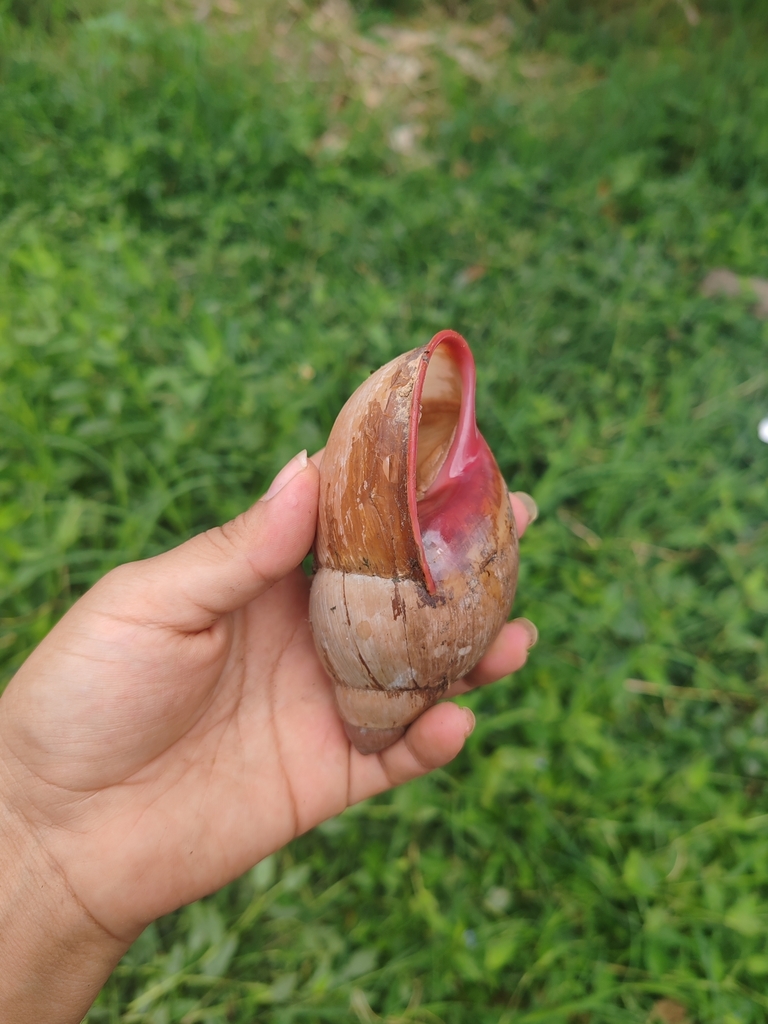 Giant South American Snail from Paicol, Huila, Colombia on August 12 ...